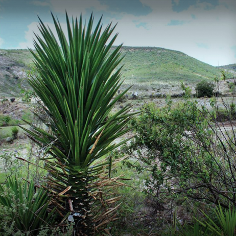 Cuishe - Mezcal Sigiloso